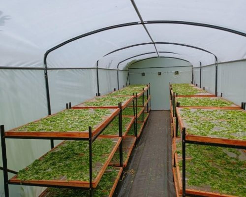 2m x 2m x 2m Solar Dryer - Greenhouse